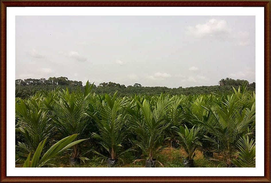 PEMBEKAL BAJA: ANAK BENIH KELAPA SAWIT