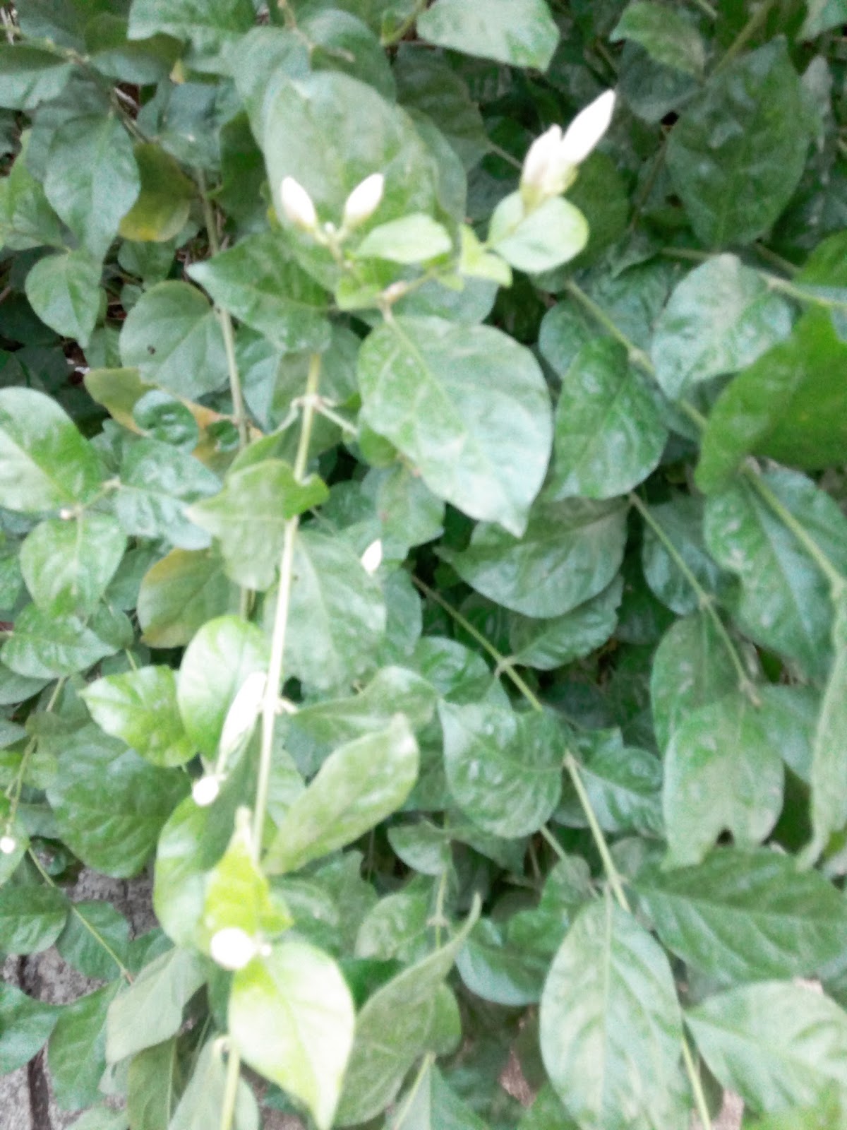 Garden Care Simplified: Mogra Plants and Big Mogra Flowers Flowering Tips