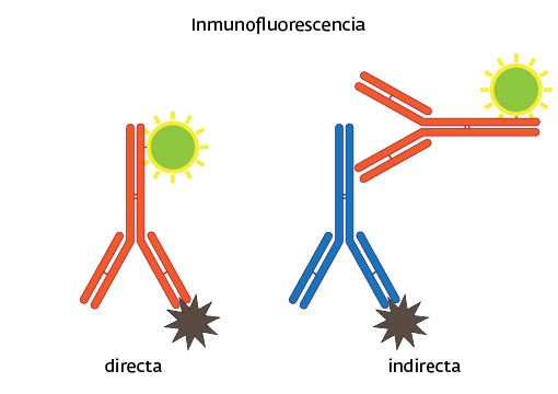 APLICAR TÉCNICAS INMUNOHEMATOLOGICAS: TÉCNICAS INMUNOLÓGICAS (LAS MAS ...