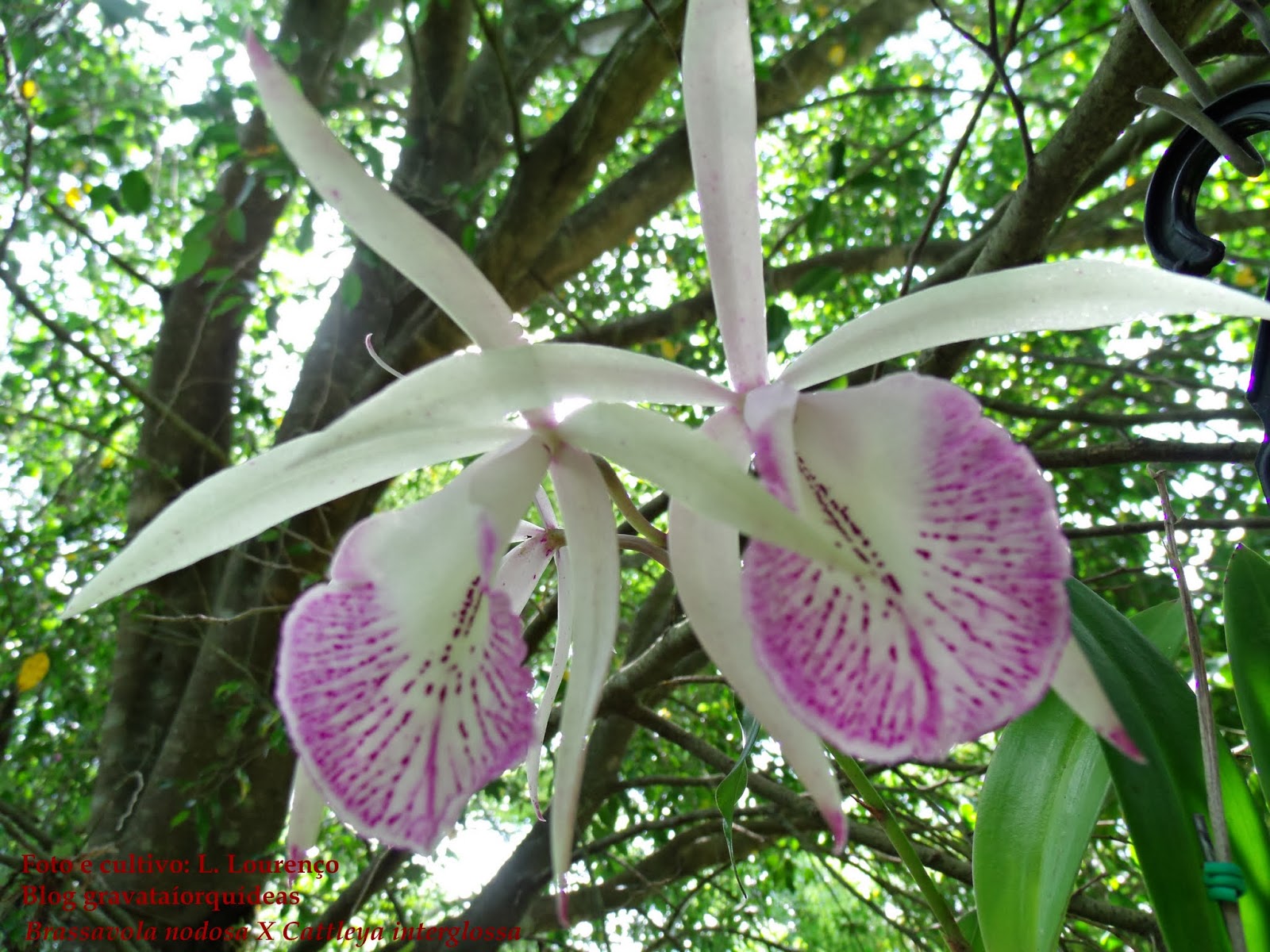 Gravataí - Orquídeas: Brassavola nodosa X Cattleya interglossa - 01/01/2014