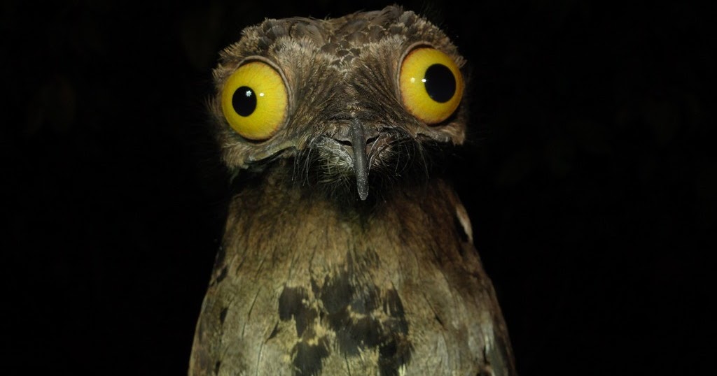 Kadeskell: Curiosidades - Você conhece o Urutau?