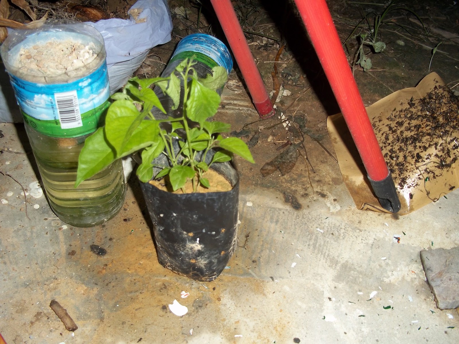 Tanaman Halia: Tanaman Cili Padi dalam Polybag dan ditanah.