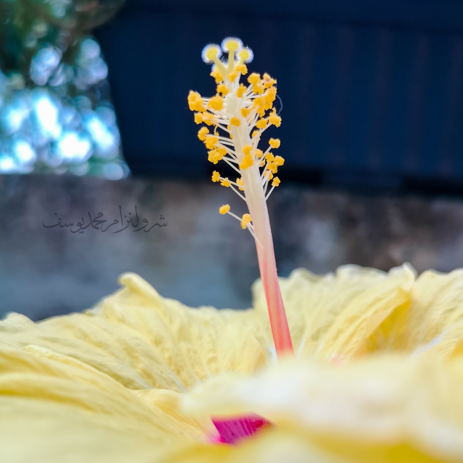 Hawaiian Hibiscus, Bunga Raya Kuning Di Laman Bonda