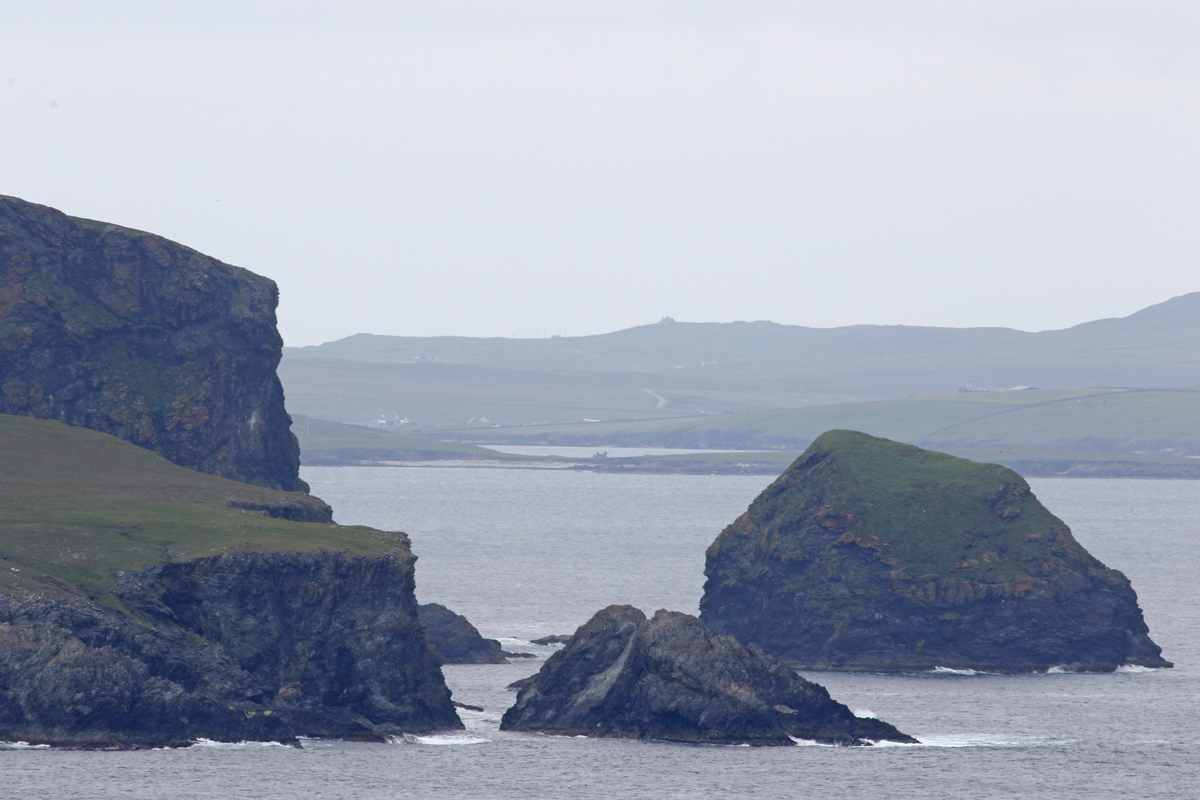 Cream Tea Birding: SHETLAND: Fetlar Week 1
