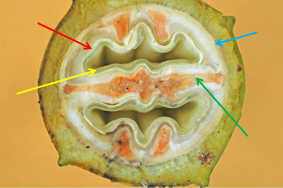 Northern Pecans: Pecan kernel filling