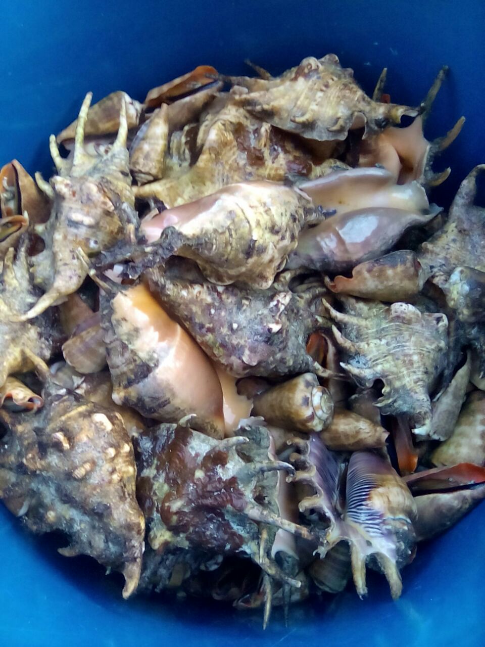 SELAKAN DIVE LODGE : Siput Laut