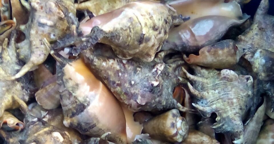 SELAKAN DIVE LODGE : Siput Laut