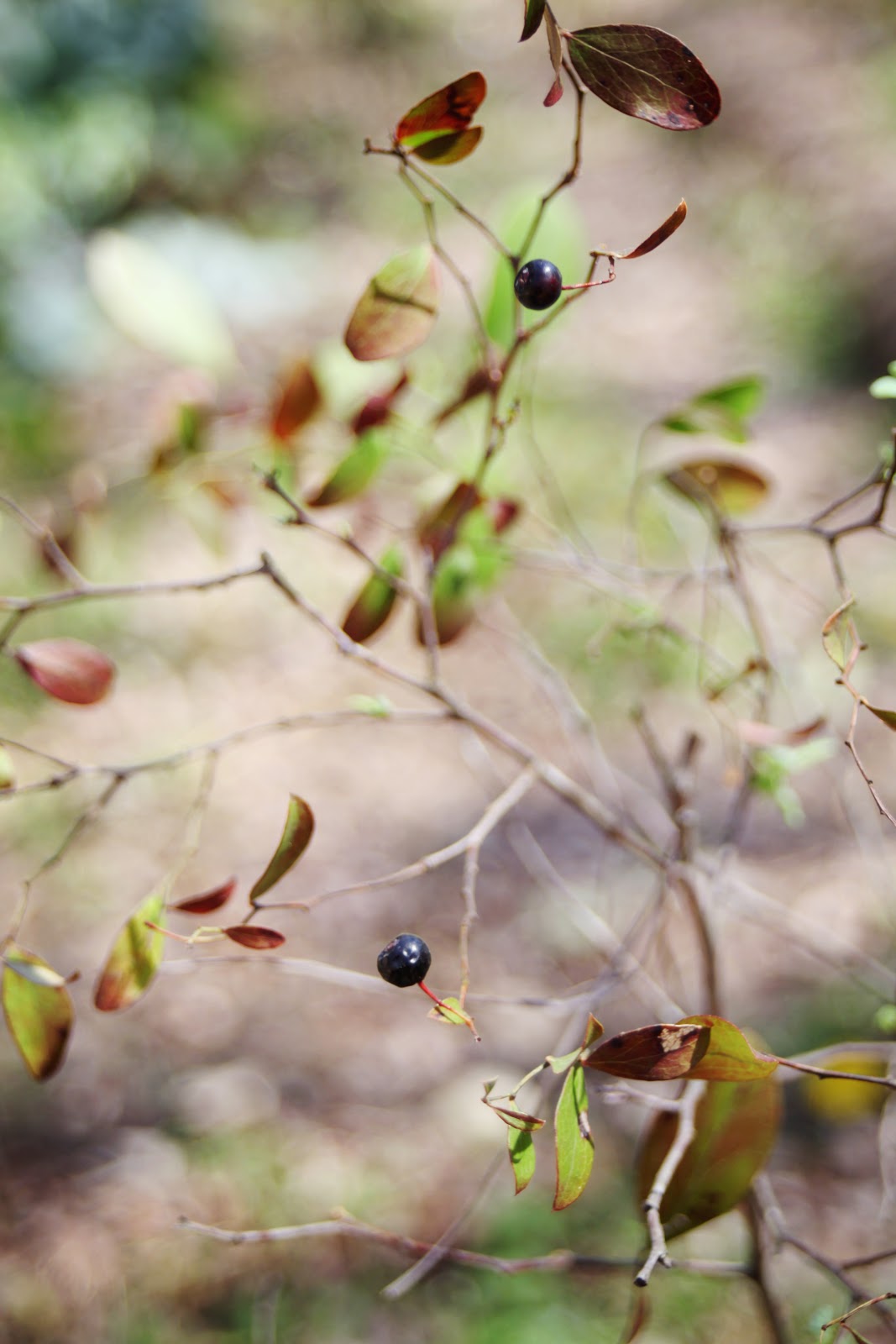 Wild Edible Texas: Farkleberry