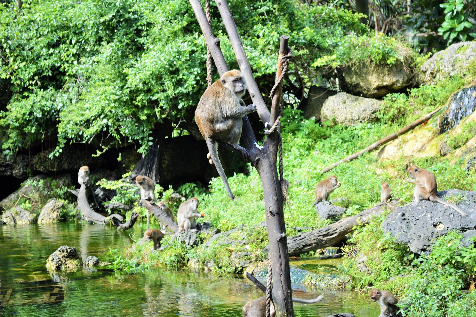The Hermit Crabs Homeschool: Primate Rain Forest