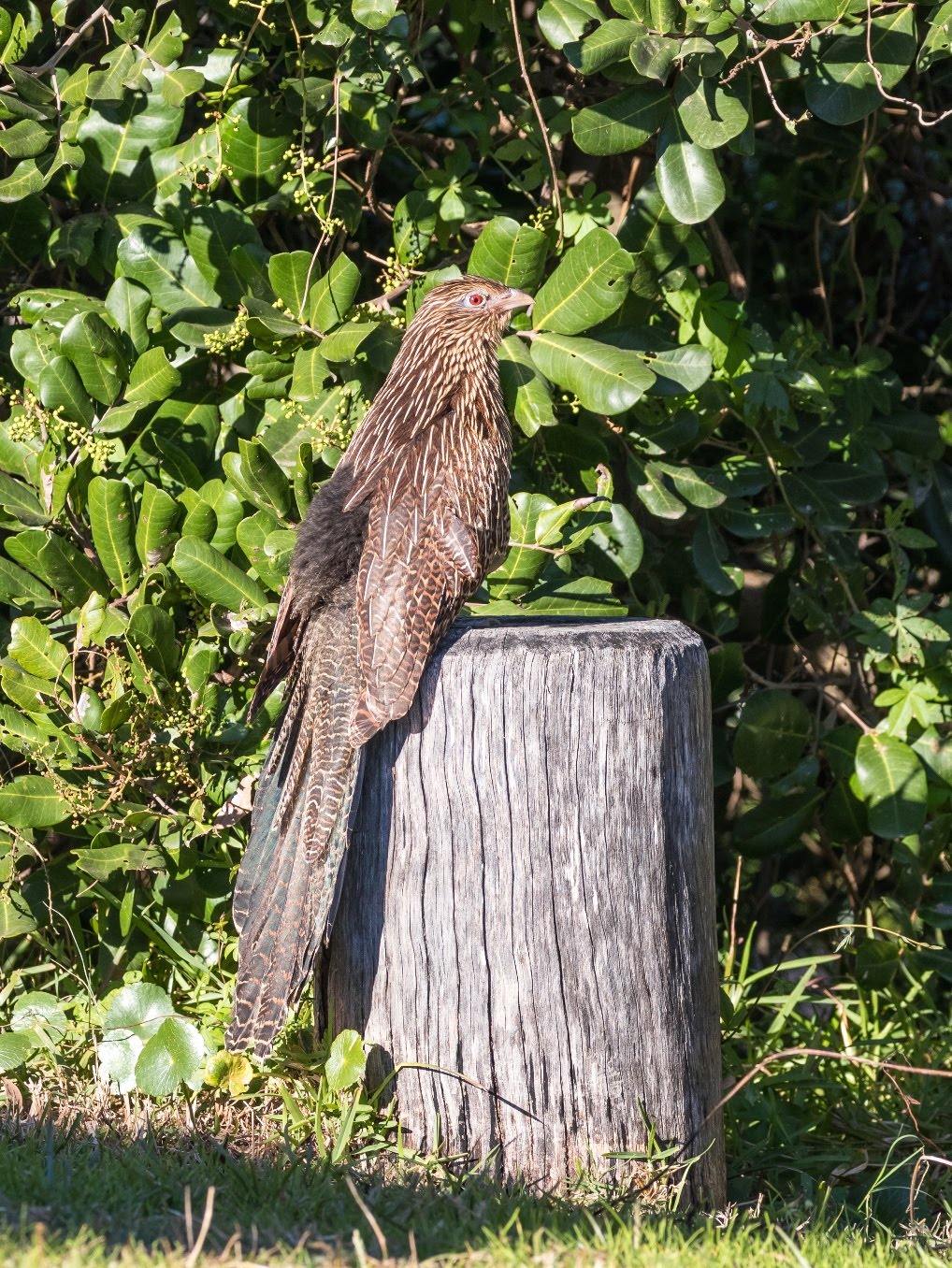 National Park Odyssey: Illaroo Campground, Yuraygir National Park, NSW.