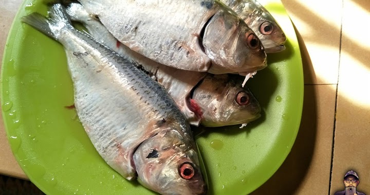 Ikan Terubok Sedap Digulai Kari