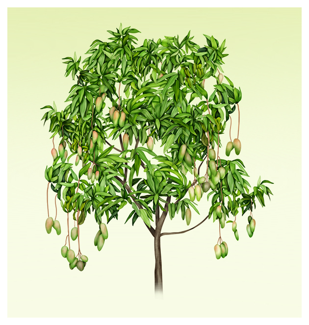 Botanical illustration: mango tree