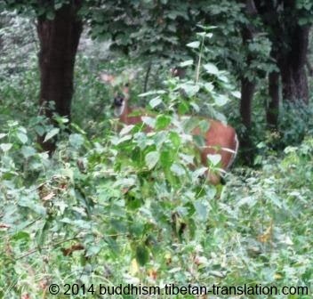Buddhist Studies at the Karmapa International Buddhist Institute (KIBI ...