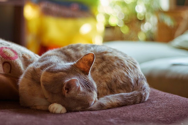 Bregman Veterinary Group: Why Does Your Cat Love to Nap?