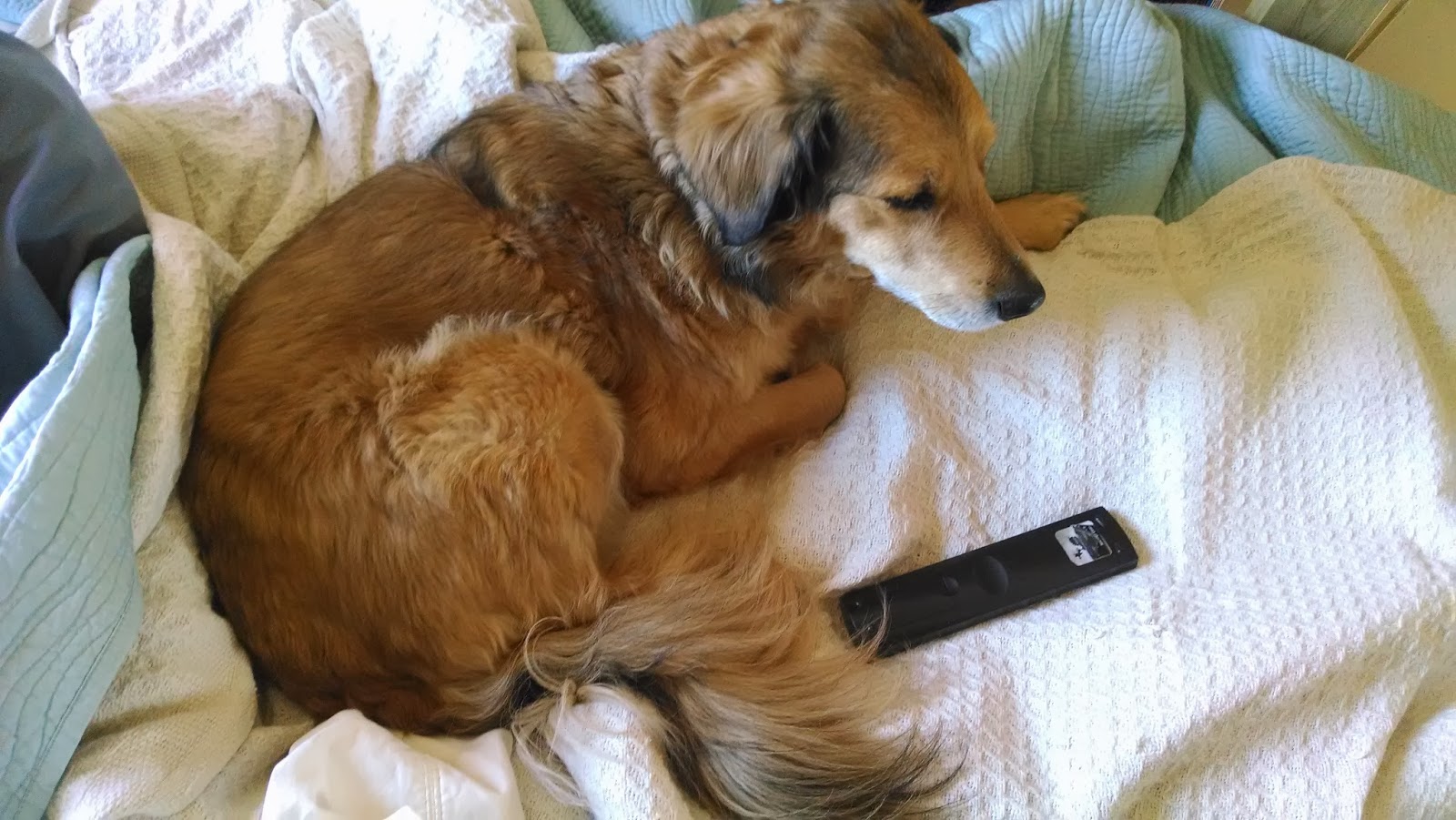 Small House Bluffton