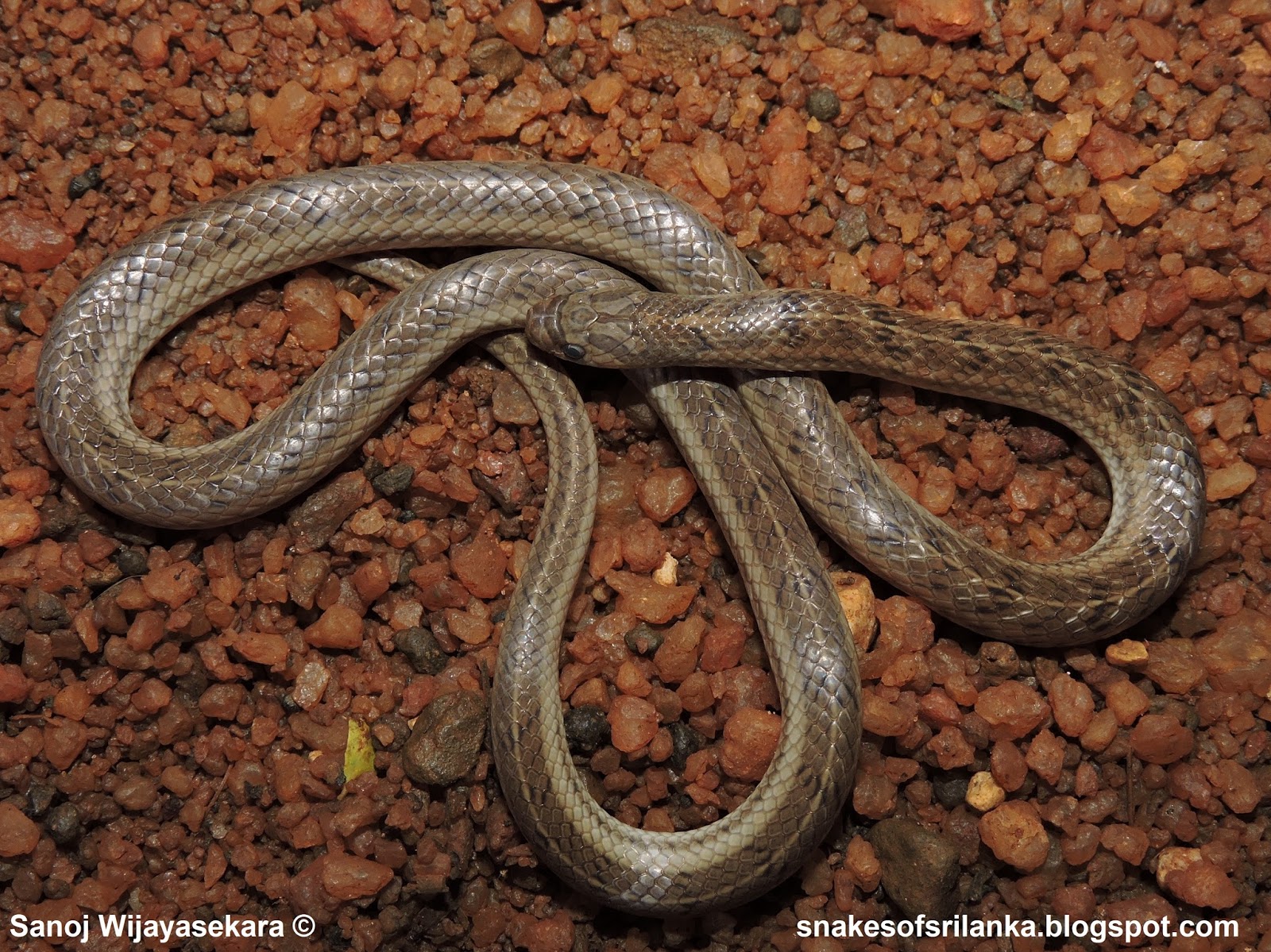 Russell's Kukri Snake/වයිරී දත්කැටියා (Oligodon taeniolatus-Jerdon, 1853)