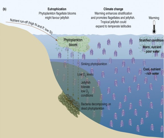 Ocean Stratification