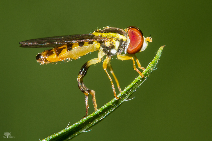 The Ohio Nature Blog: Syrphid Fly