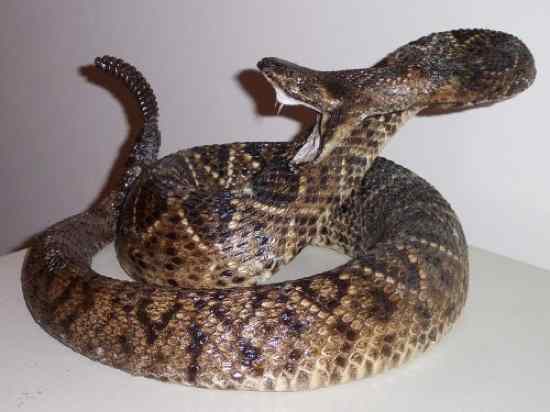 Top 10 most venomous snakes of the world