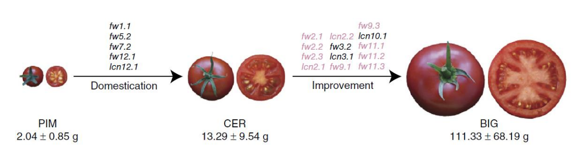 Domestication of Tomato