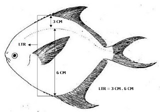ANATOMI IKAN BAWAL HITAM (DORANG) ~ Konservasi Laut