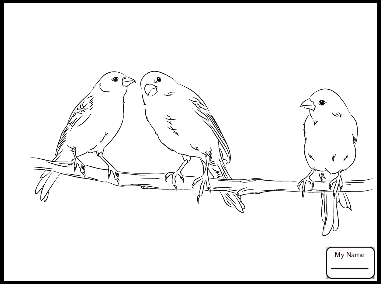 canary coloring pages - jiahajava