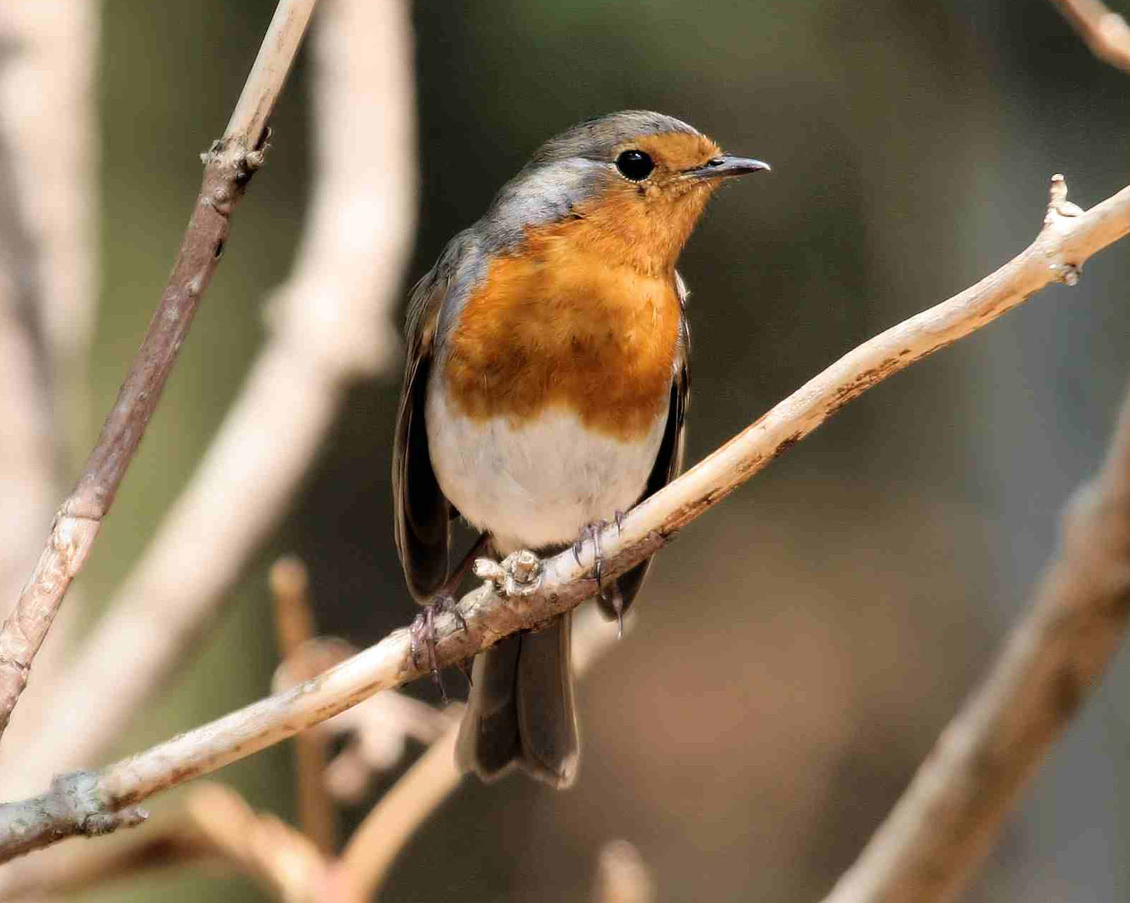 Birds from Behind : Oh, Excuse me, Robin? WHERE THE HECK ARE YOU?!