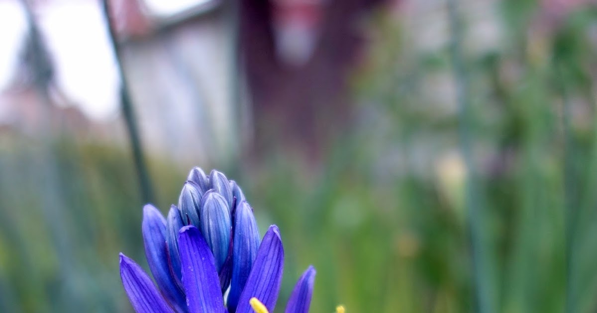 Just a girl with a hammer: Garden bloggers' bloom day, May 2014