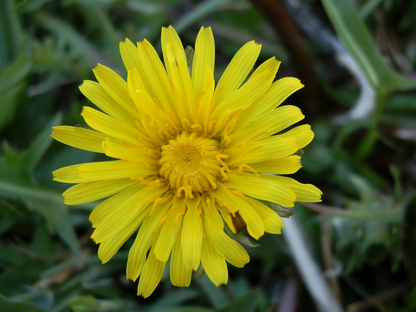 Natureza Nordestina: Crepis sp. (?)