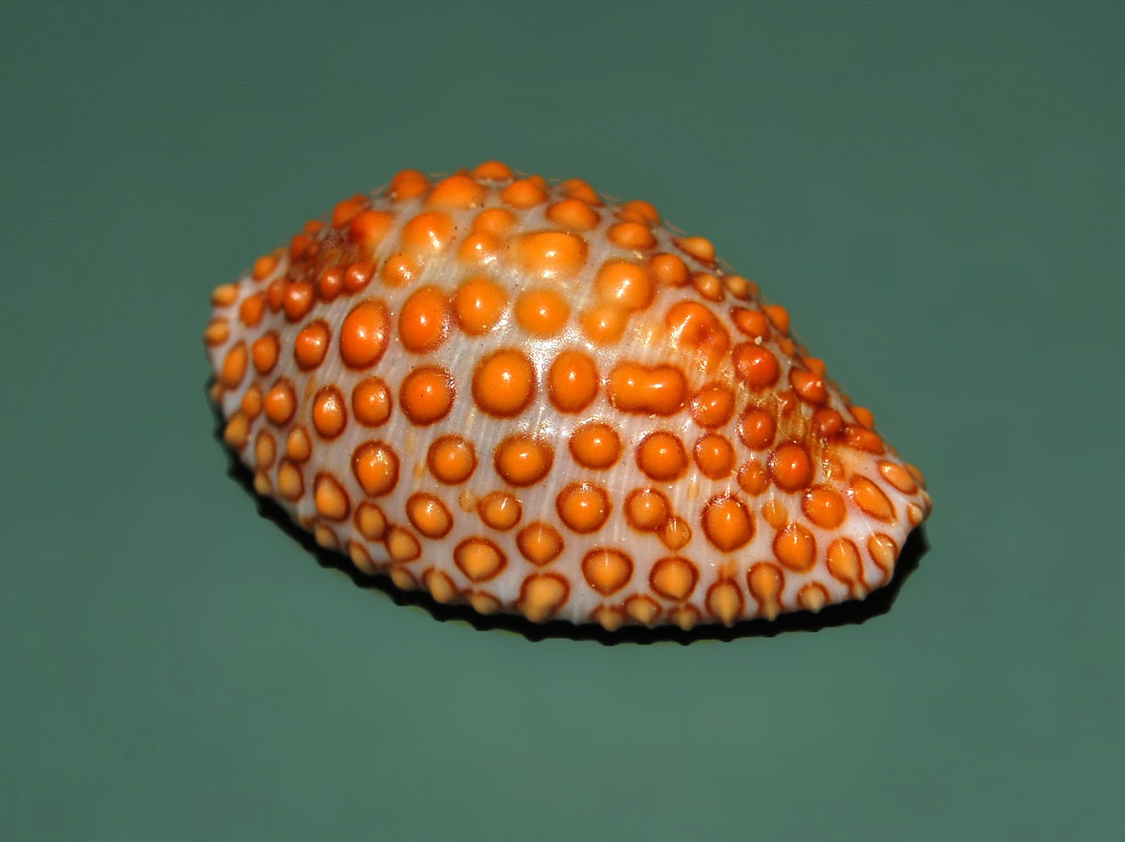 Real Monstrosities: Pustulate Cowry