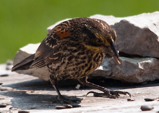 Me, Boomer and The Vermilon River: Some Wildlife Parents and Offspring ...