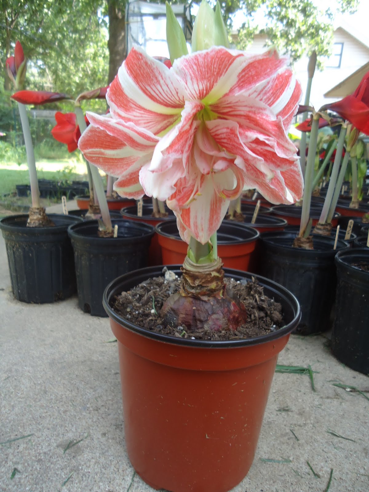 Joe and Sandra's Hippies: Hippeastrum Dancing Queen