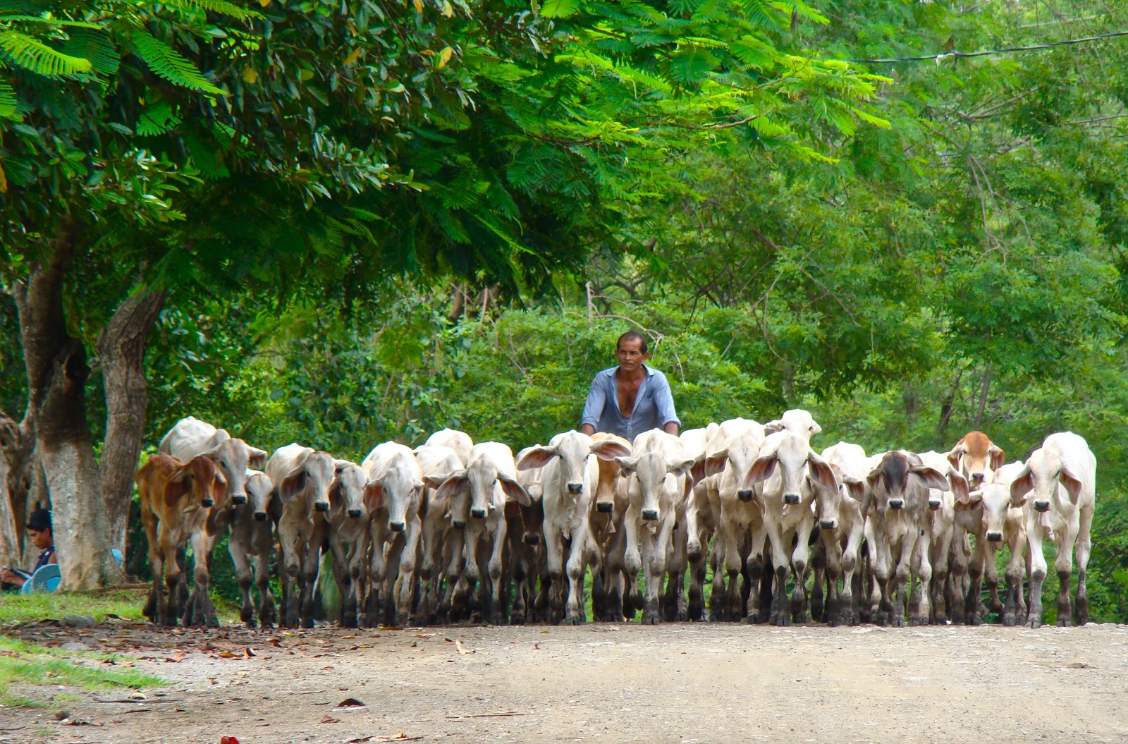 Tamarindo, Costa Rica Daily Photo: Cattle drive through the village