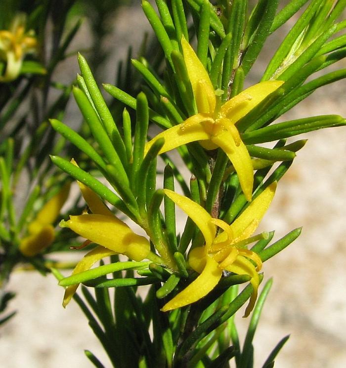 Esperance Wildflowers: Persoonia dillwynioides - Fitzgerald Persoonia