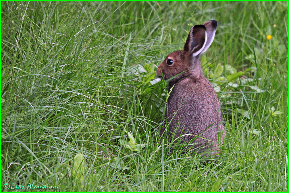 Eko-Kuvia: Pupu ja *Pehmytpiirto*...