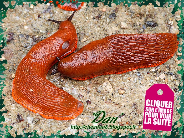 Chez Dan*: Les limaces de la forêt