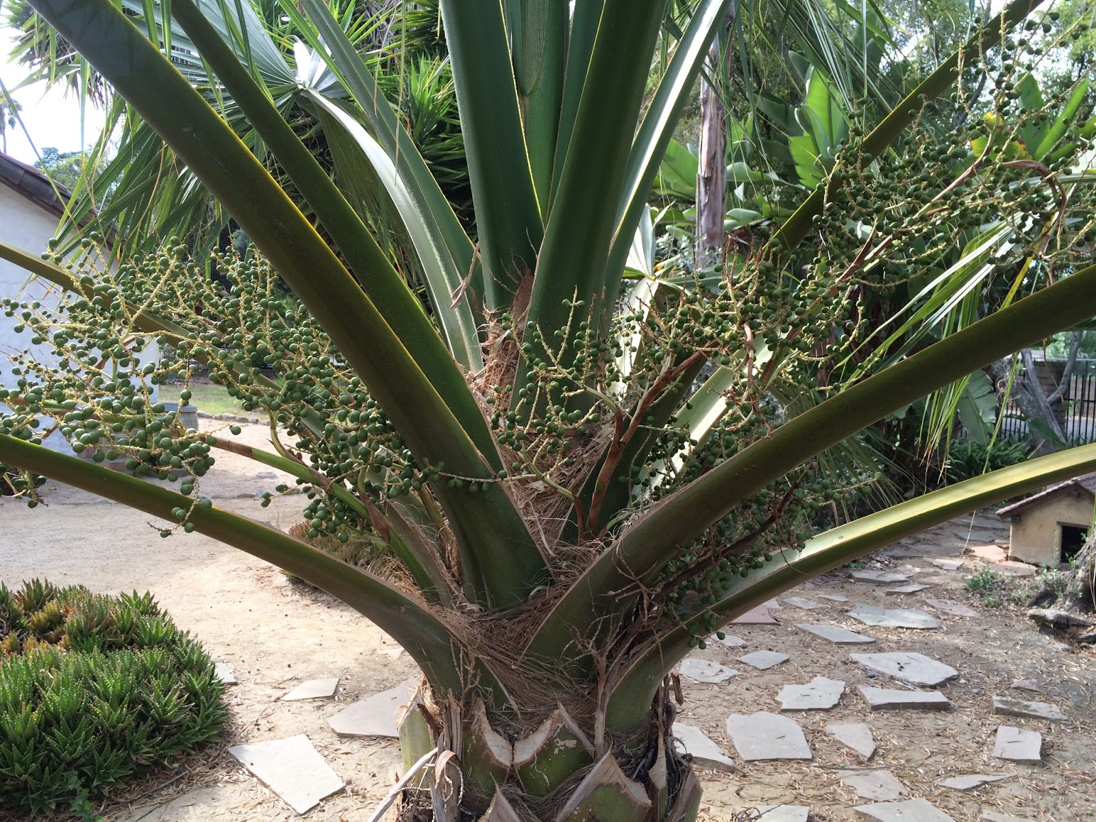 P12 Sabal bermudana (Bibby tree)