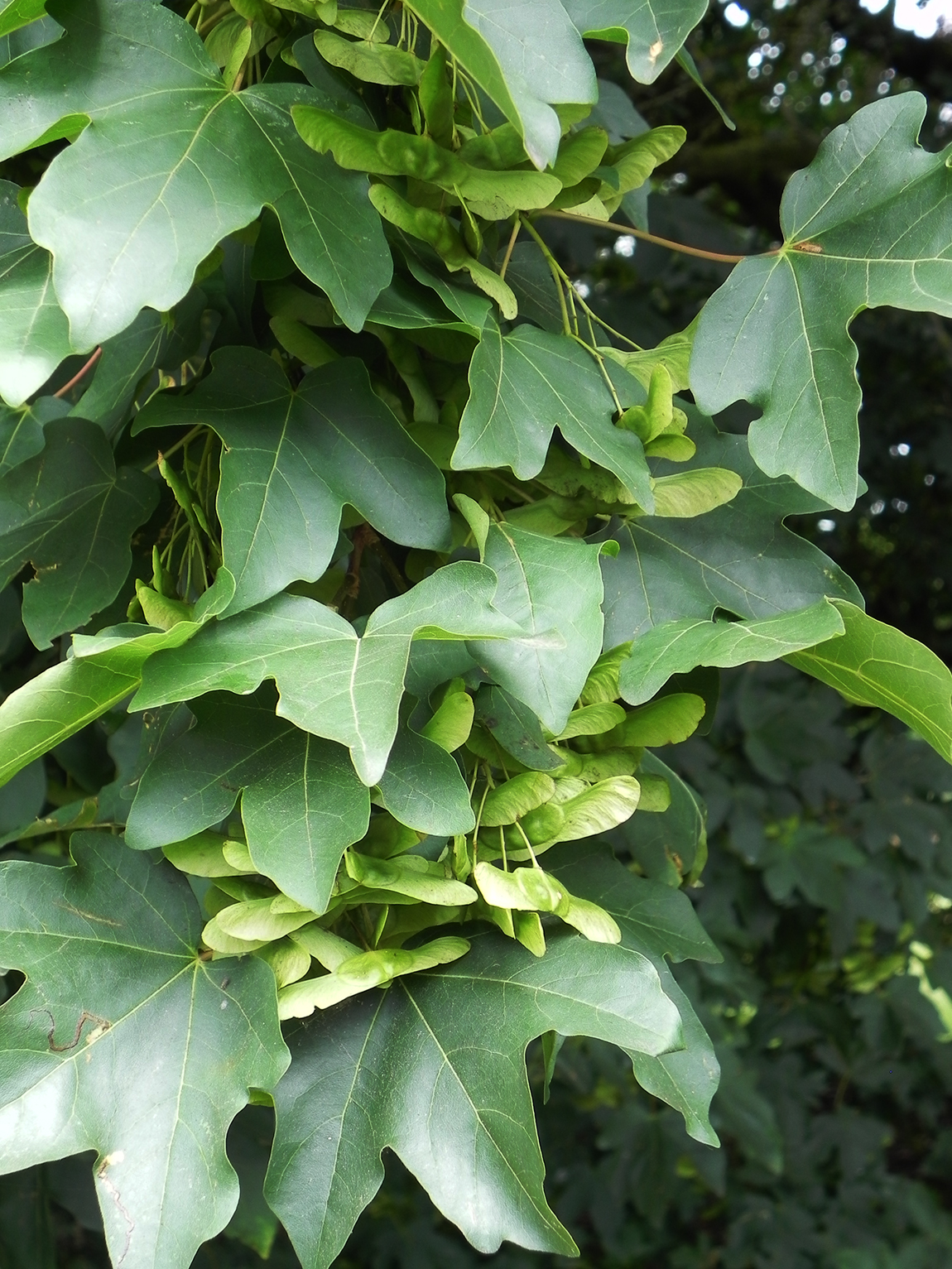 Á R B O L E S (T R E E S) y P A L M E R A S (P A L M S): Acer campestre ...