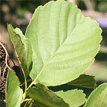 Hoja Obcordada (obcordata) - Botánica integra