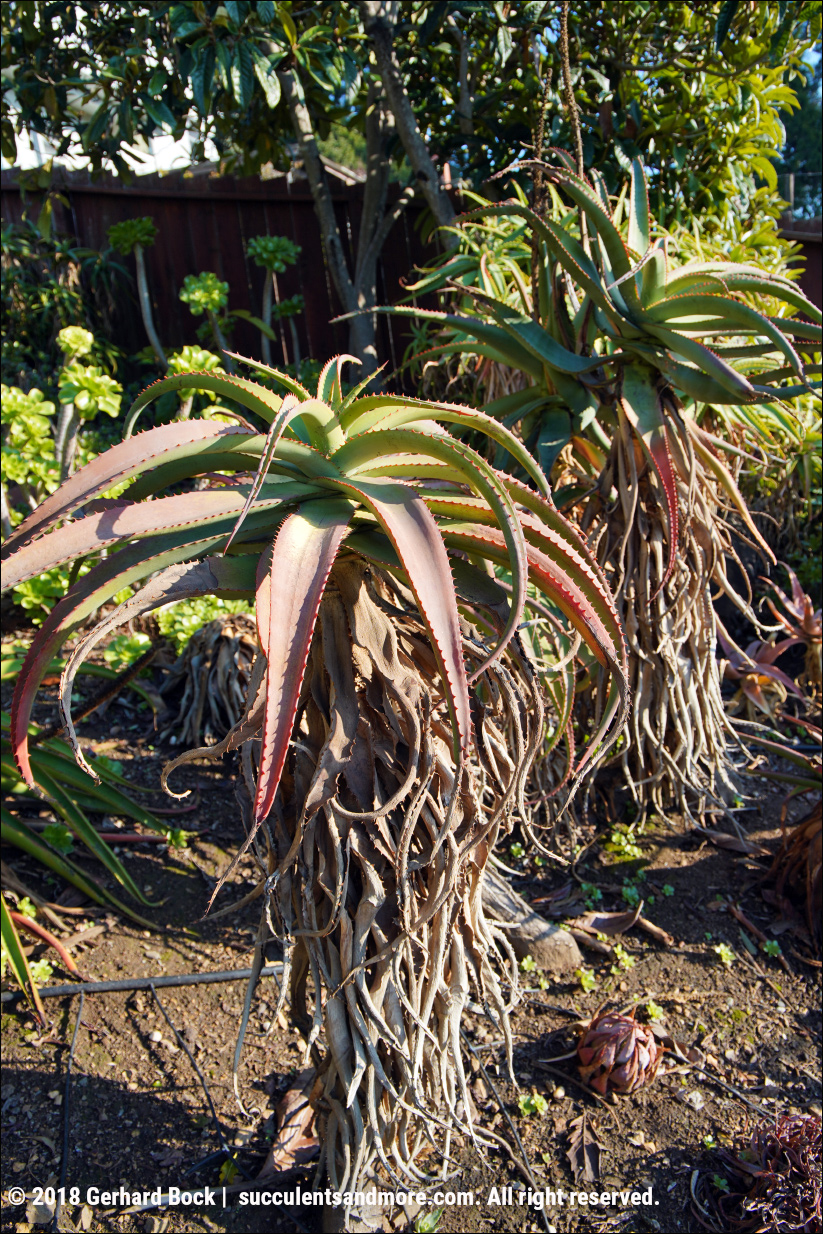 John Miller's Oakland aloe garden (Institute for Aloe Studies)