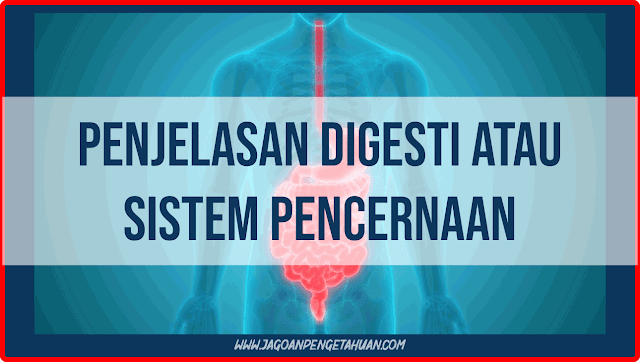 Pengertian Digesti Adalah | Komponen, Fungsi, Proses, dan Contohnya ...