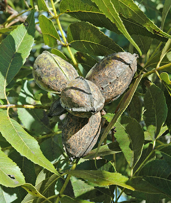 Northern Pecans: Pecan cultivar yields: The impact of pecan scab
