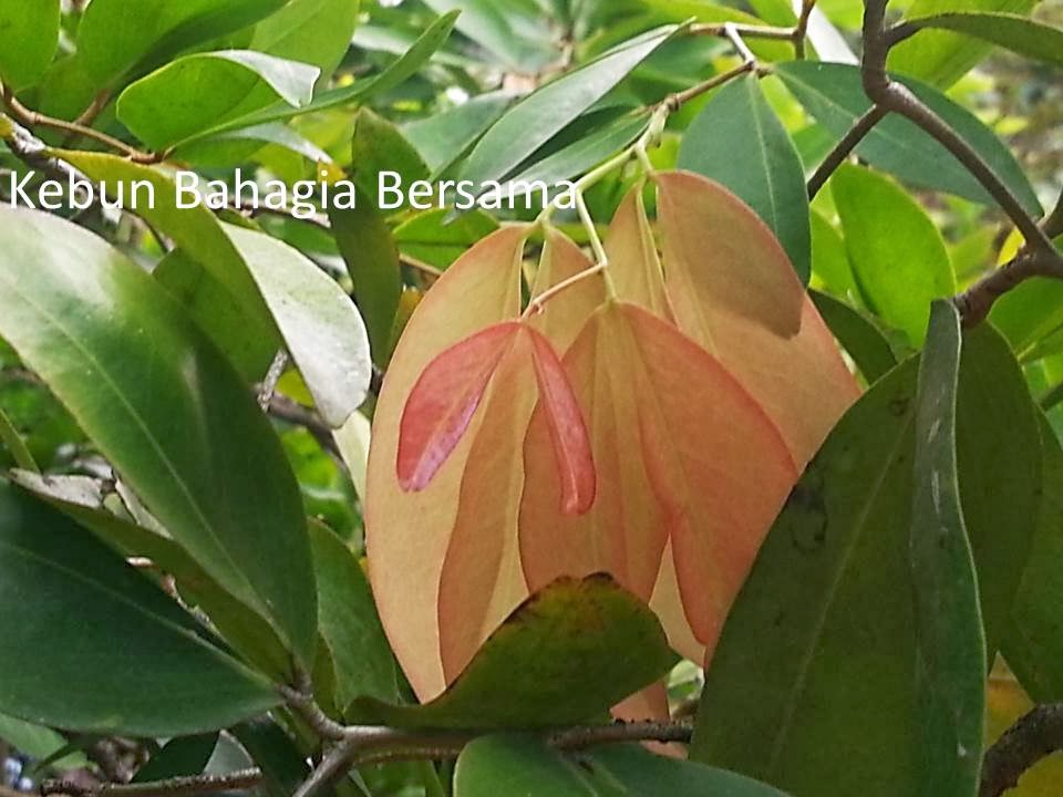Kebun Bahagia Bersama: Ulam Pucuk Nam Nam