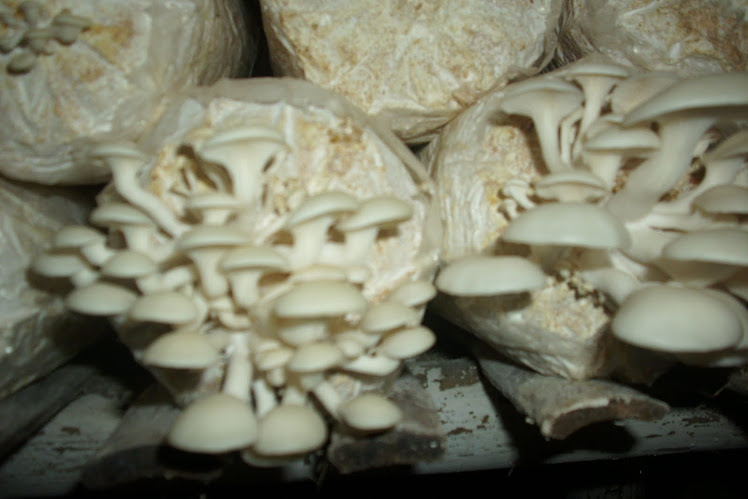 saung suung farm: Budidaya Jamur Tiram Putih