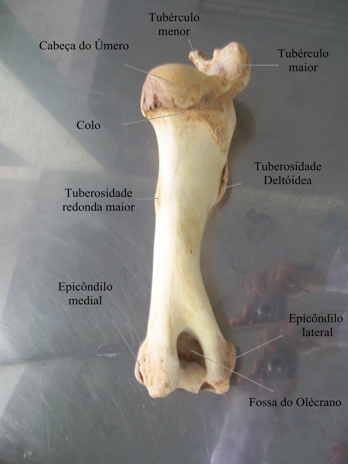 Anatomia Veterinária | Medicina Veterinária - Facisa