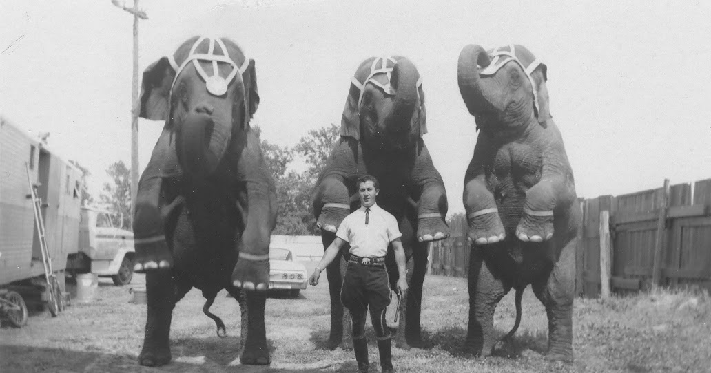 Buckles Blog: #13 Elephant Men!