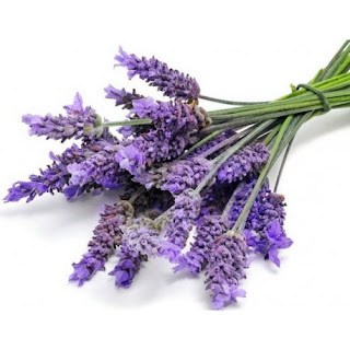 Gambar Bunga Lavender Yang Sangat Indah | Kumpulan Gambar