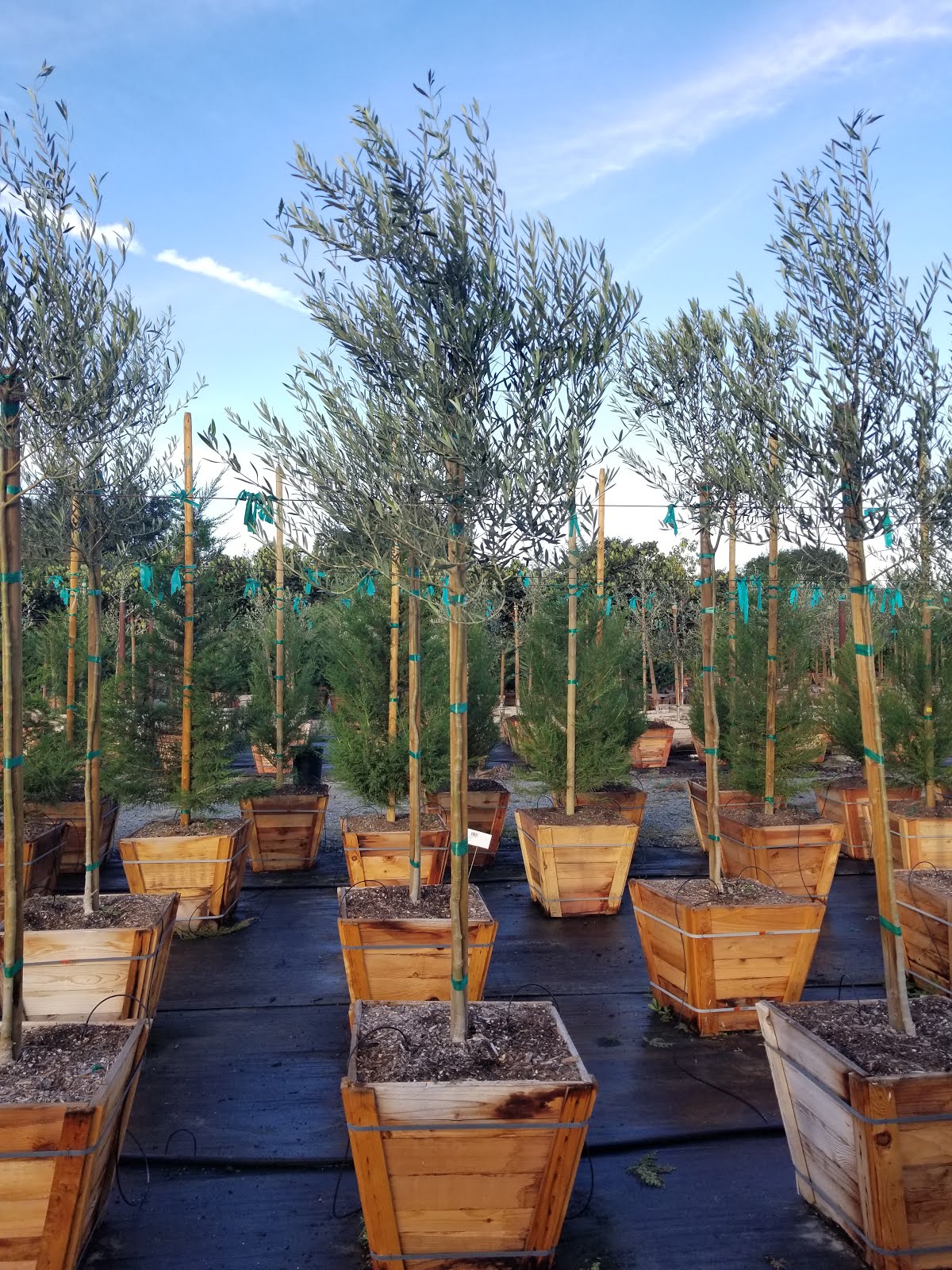 Recent Plant Photos at Western Tree Nursery: Olea Wilsonii Standard 24 ...
