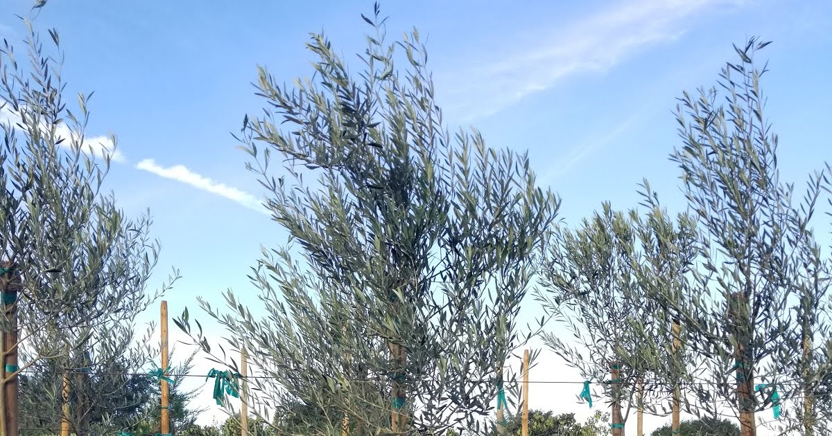 Recent Plant Photos at Western Tree Nursery: Olea Wilsonii Standard 24 ...