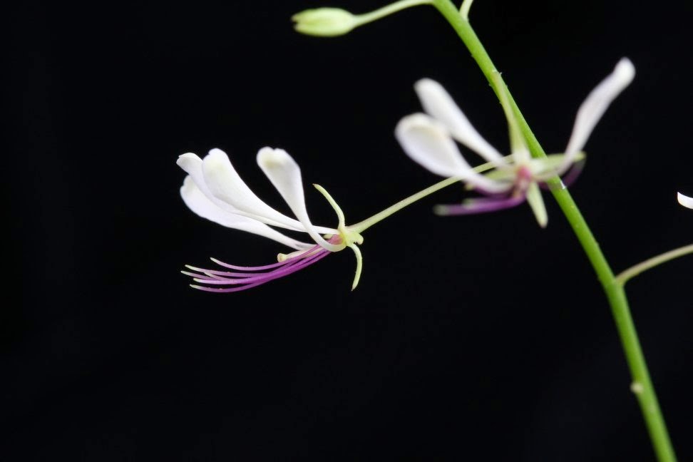 Flora de Puerto Rico Ilustrada Papo Vives: CLEOMACEAE CLEOSERRATA ...